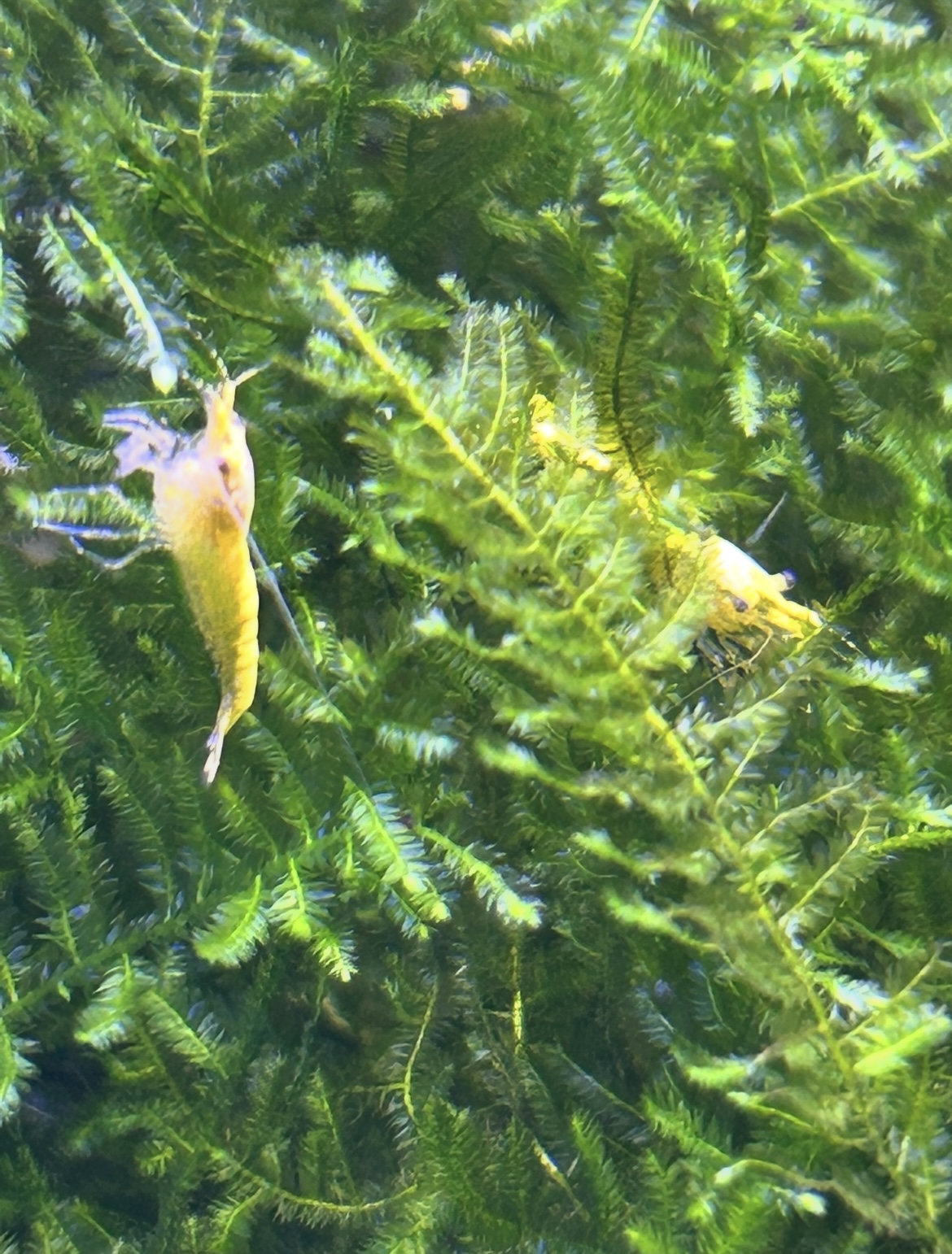 10 x Yellow Neocaridina Shrimp – Vibrant Live Freshwater Shrimp ...