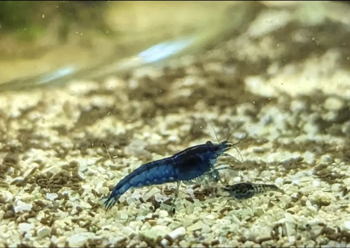 6 x Luminous Blue Neocaridina Shrimp – Stunning Live Freshwater Shrimp